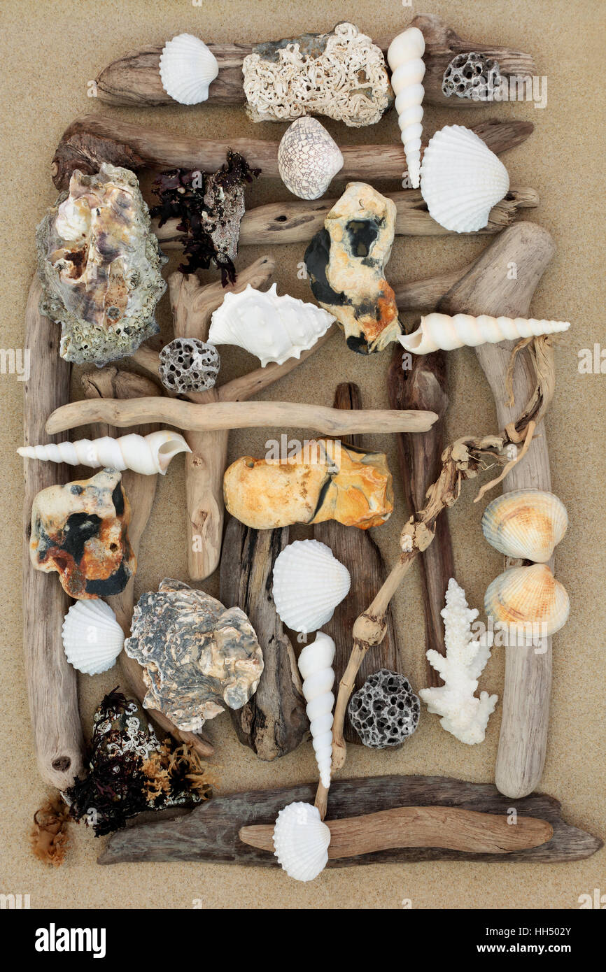 Abstract beach background on sand with driftwood, seashells and rocks ...