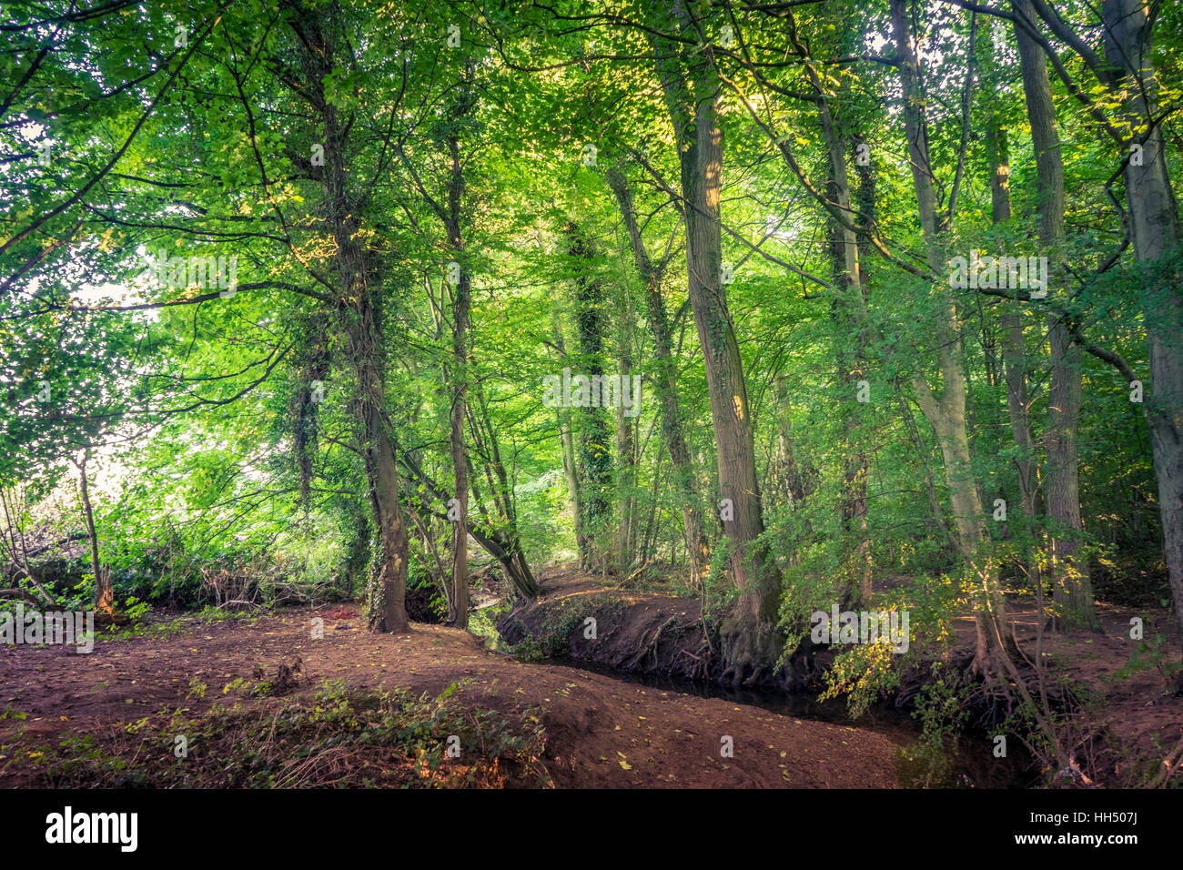 The Commons Wood, Welwyn Garden City, Herts, United Kingdom Stock Photo ...