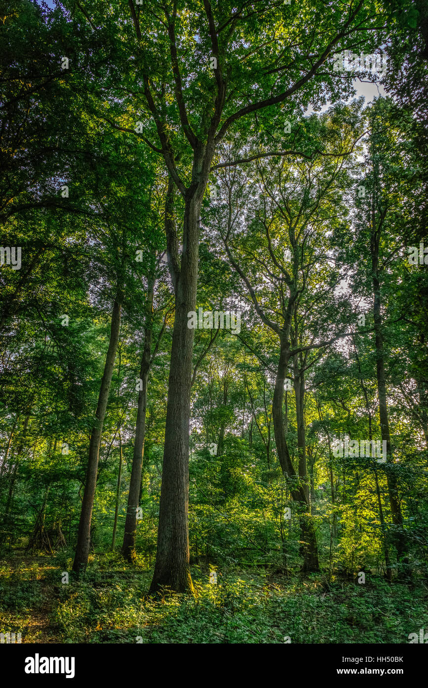 The Commons Wood, Welwyn Garden City, Herts, United Kingdom Stock Photo ...