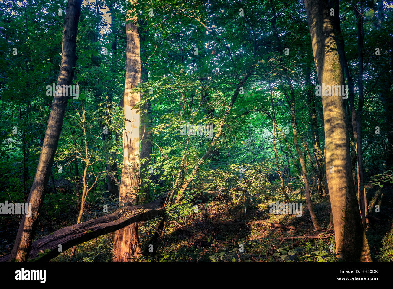 The Commons Wood, Welwyn Garden City, Herts, United Kingdom Stock Photo ...