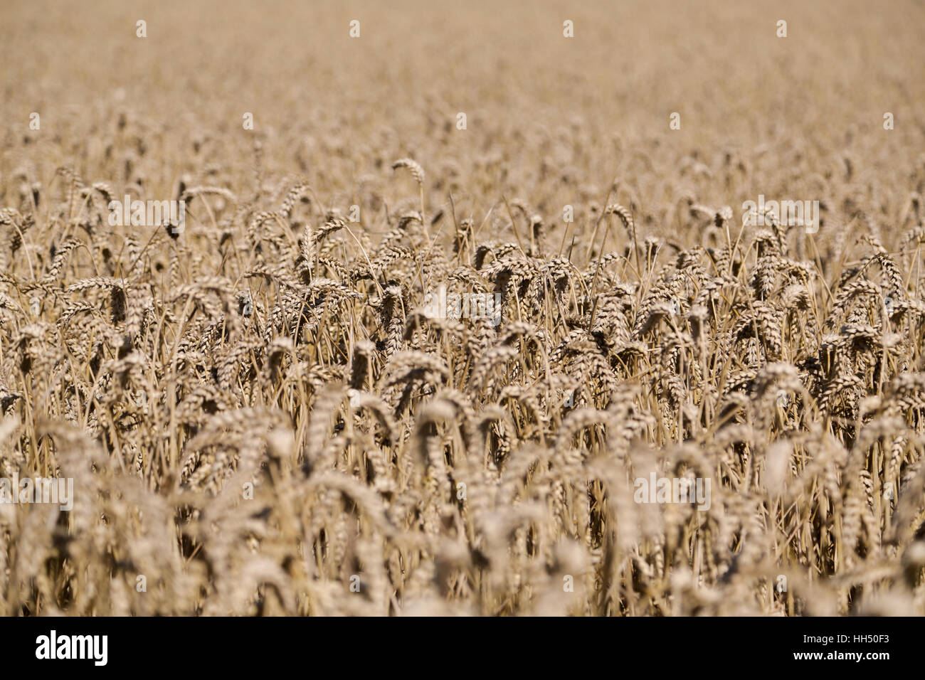 Golden ears of wheat on the field Stock Photo - Alamy