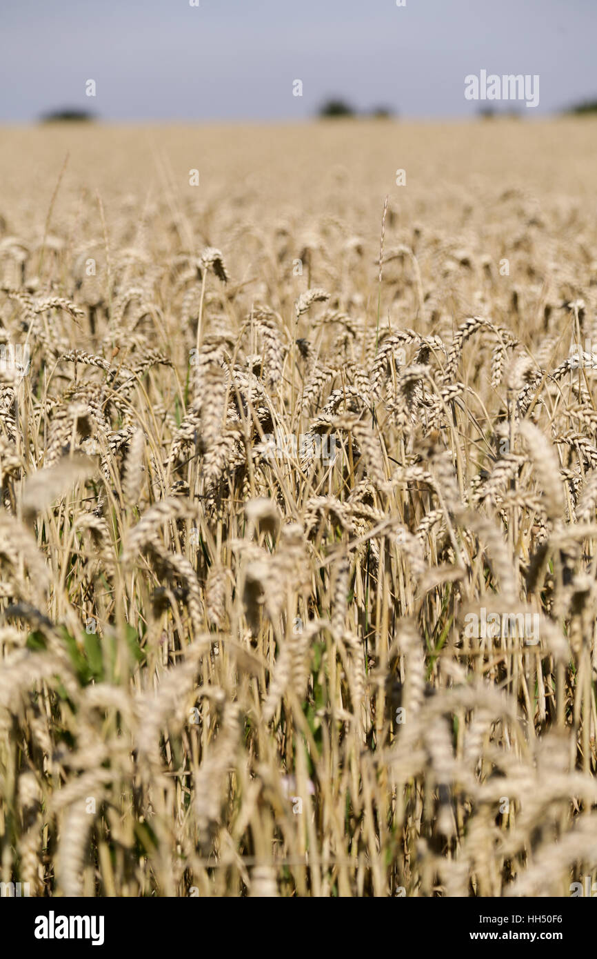 Golden ears of wheat on the field Stock Photo - Alamy