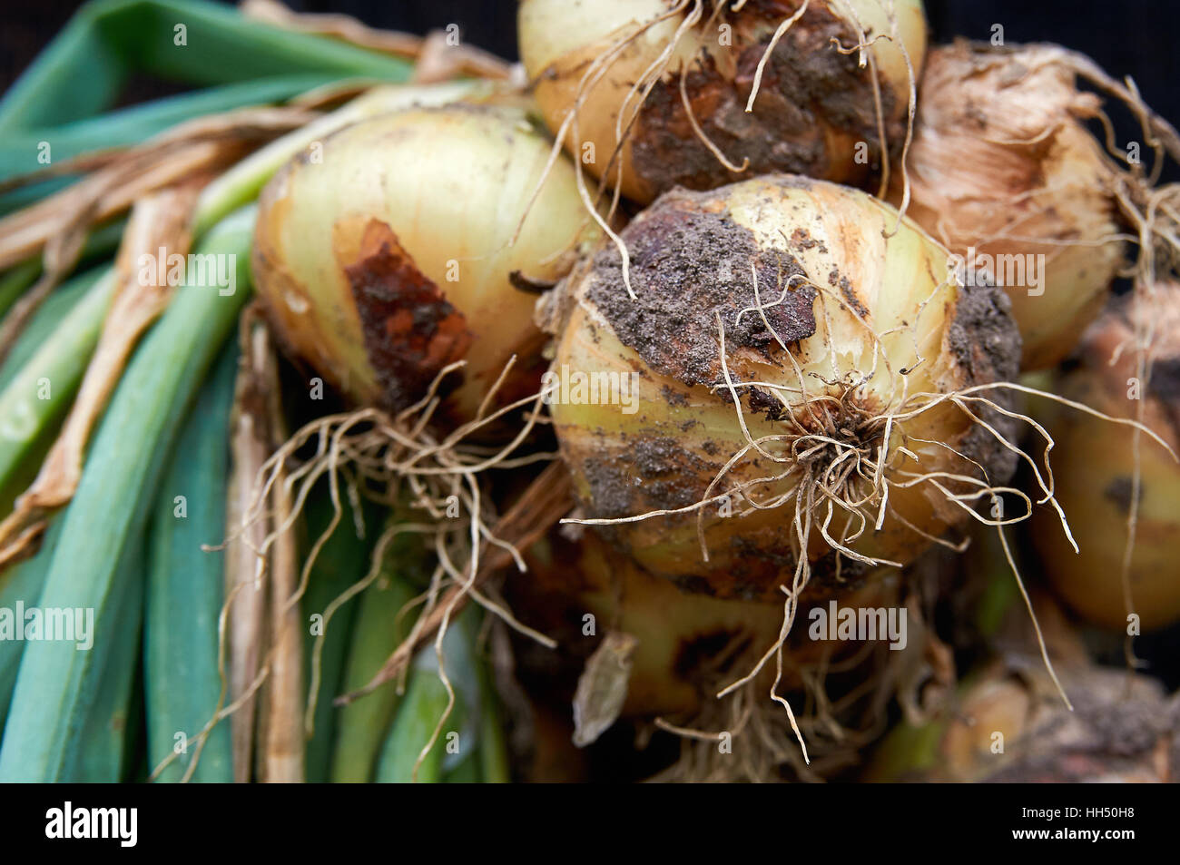 bundle of hanging onions Stock Photo - Alamy