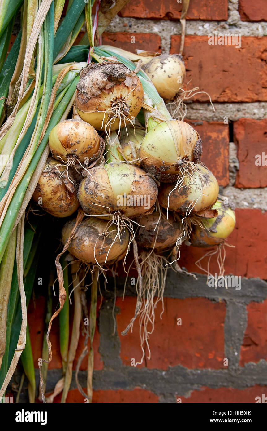 bundle of hanging onions Stock Photo - Alamy