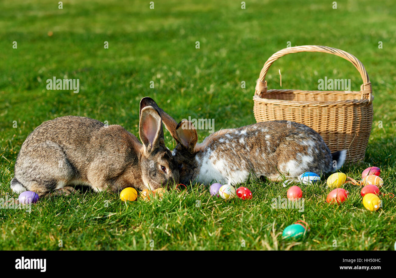 happy easter bunny with eggs Stock Photo - Alamy