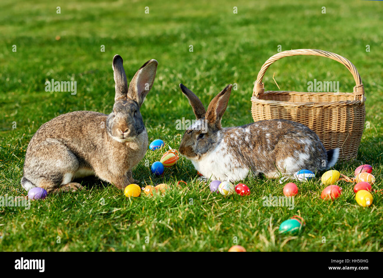 happy easter bunny with eggs Stock Photo - Alamy