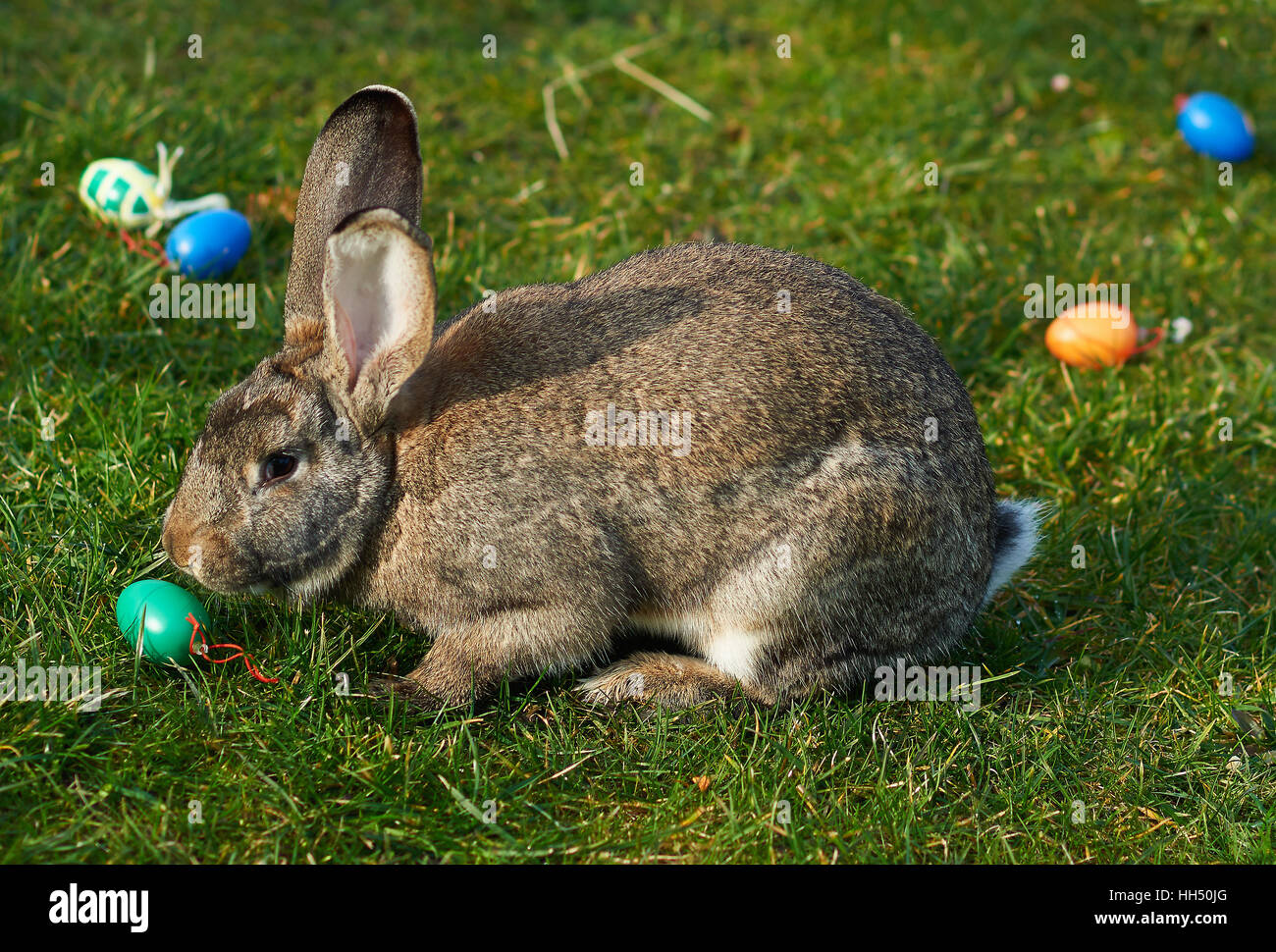 happy easter bunny with eggs Stock Photo - Alamy