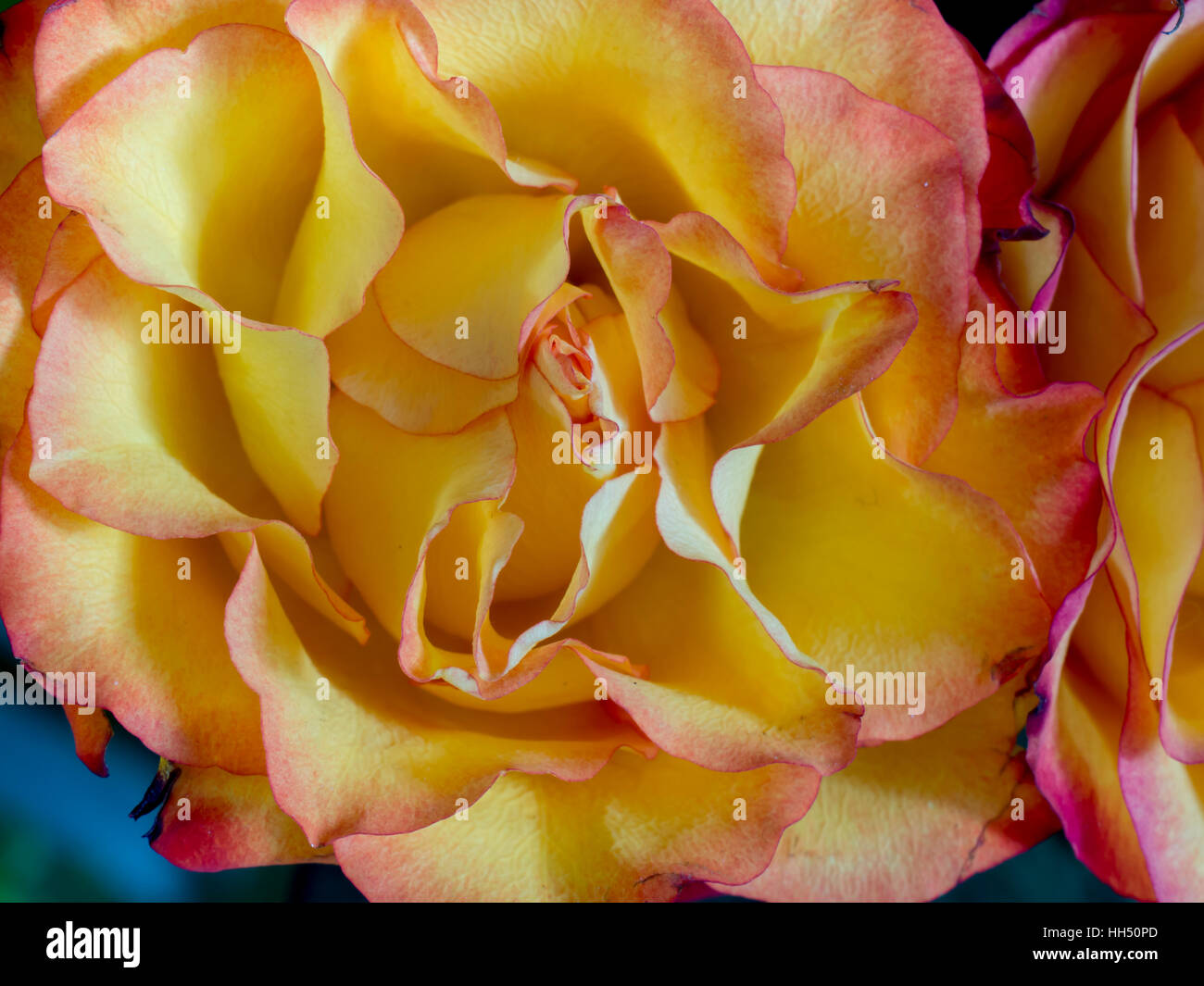 Variegated rose hi-res stock photography and images - Alamy