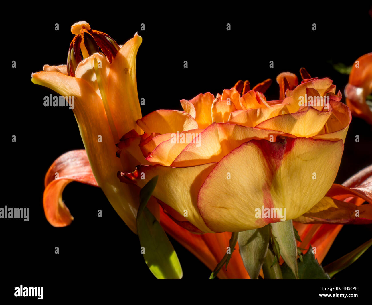 Yellow variegated hi-res stock photography and images - Alamy