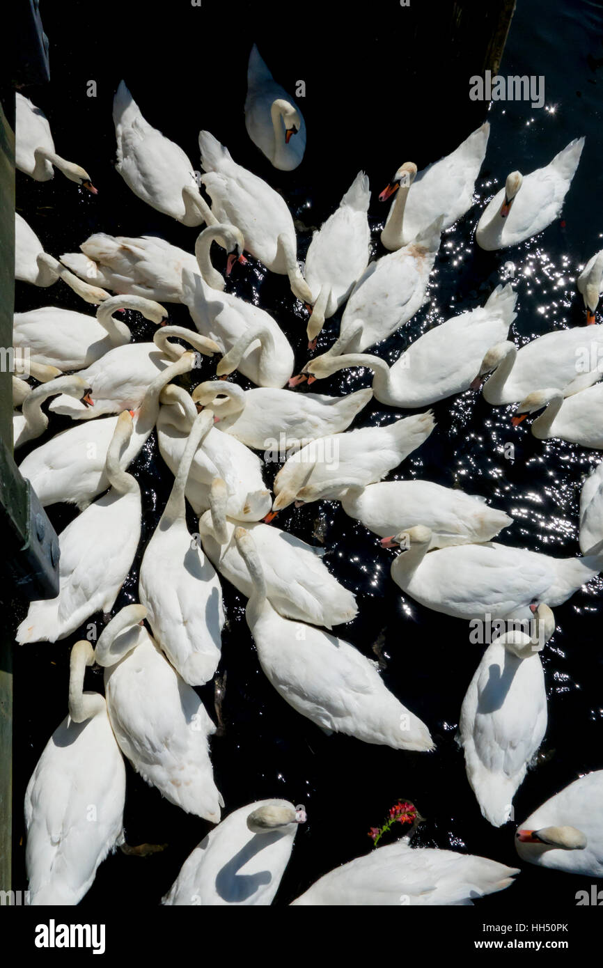 Multitude hi-res stock photography and images - Alamy