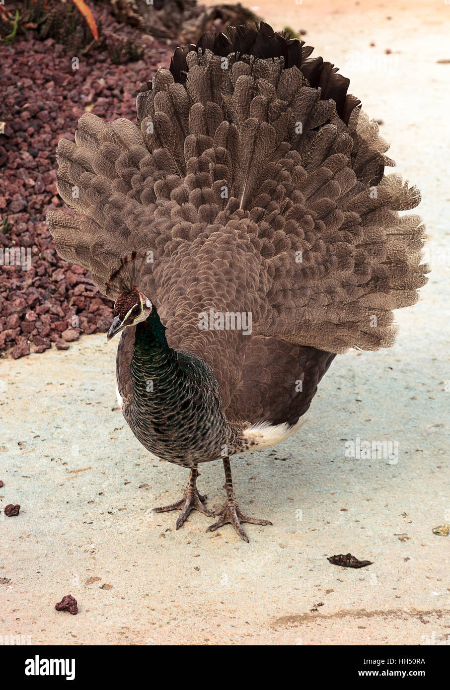 Mating display of a brown and green female peafowl Pavo muticus in a ...