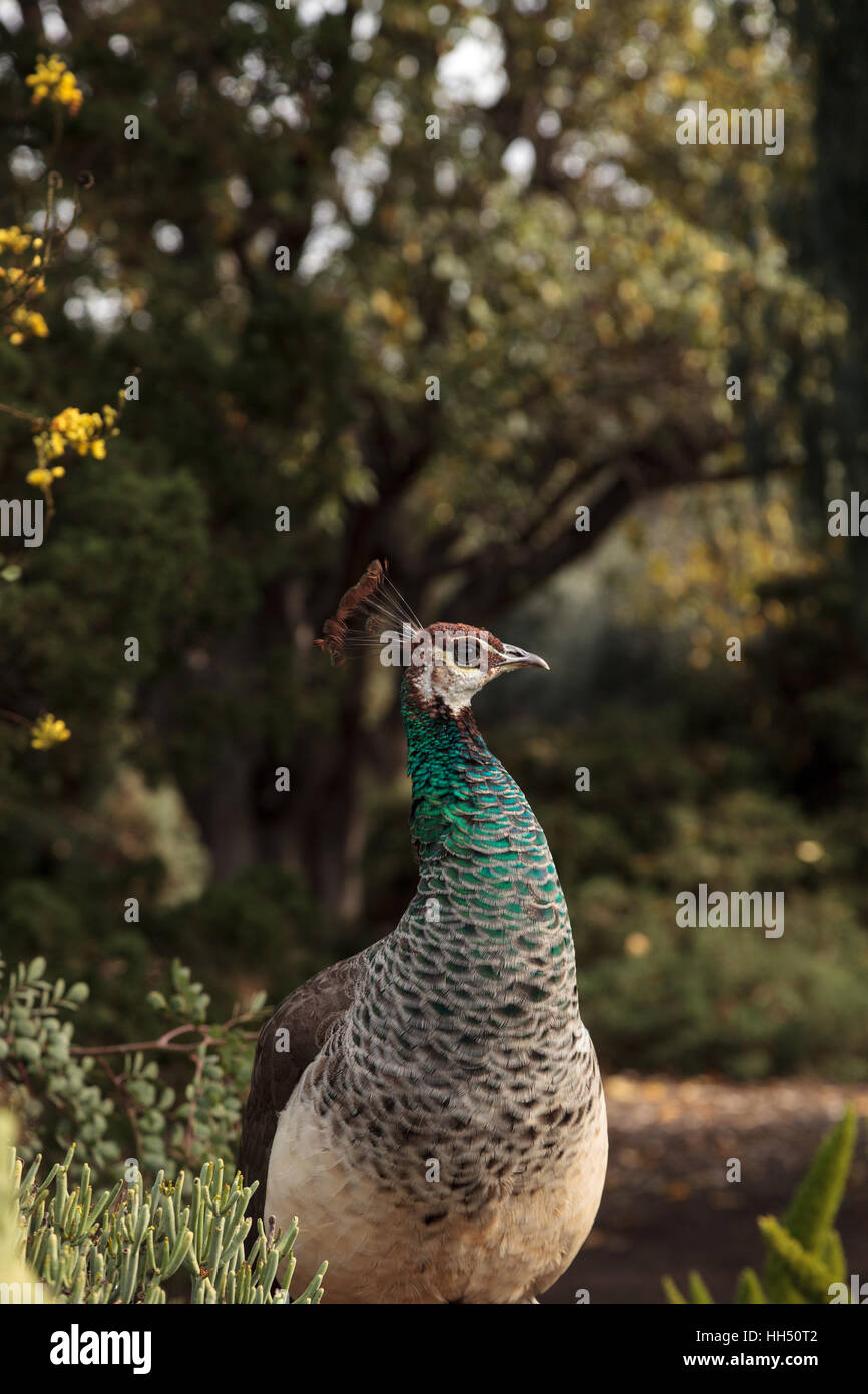 Green peafowl hi-res stock photography and images - Alamy