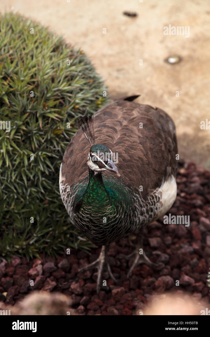 Green peafowl hi-res stock photography and images - Alamy