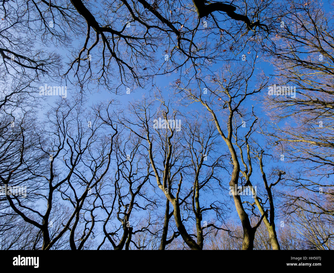 Skywards hi-res stock photography and images - Alamy