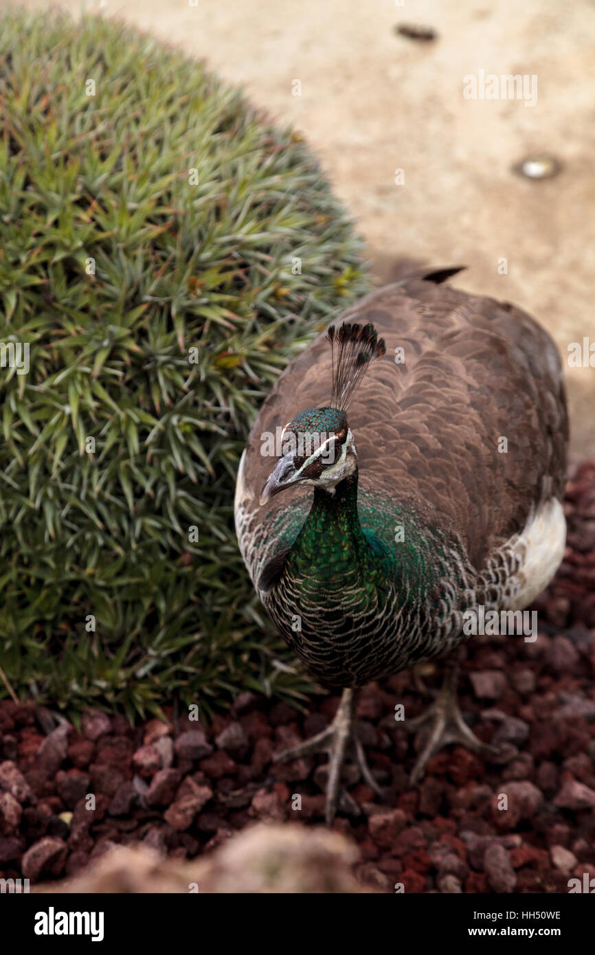 Green peafowl java hi-res stock photography and images - Alamy