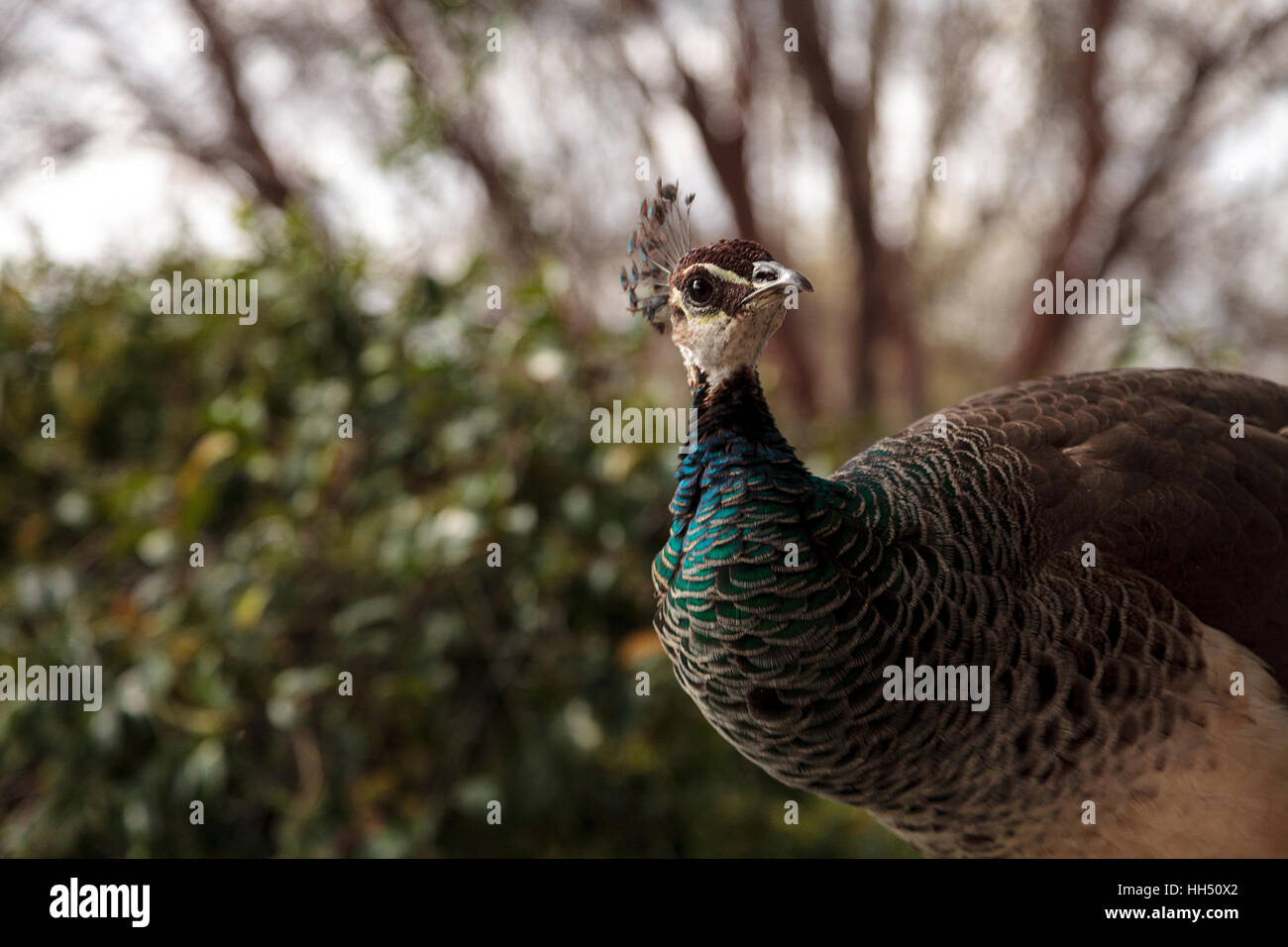 Green peafowl hi-res stock photography and images - Alamy