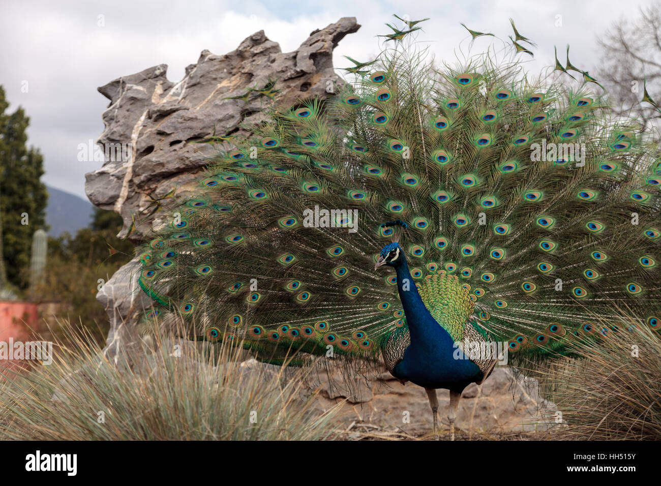 Peacock mating hi-res stock photography and images - Alamy