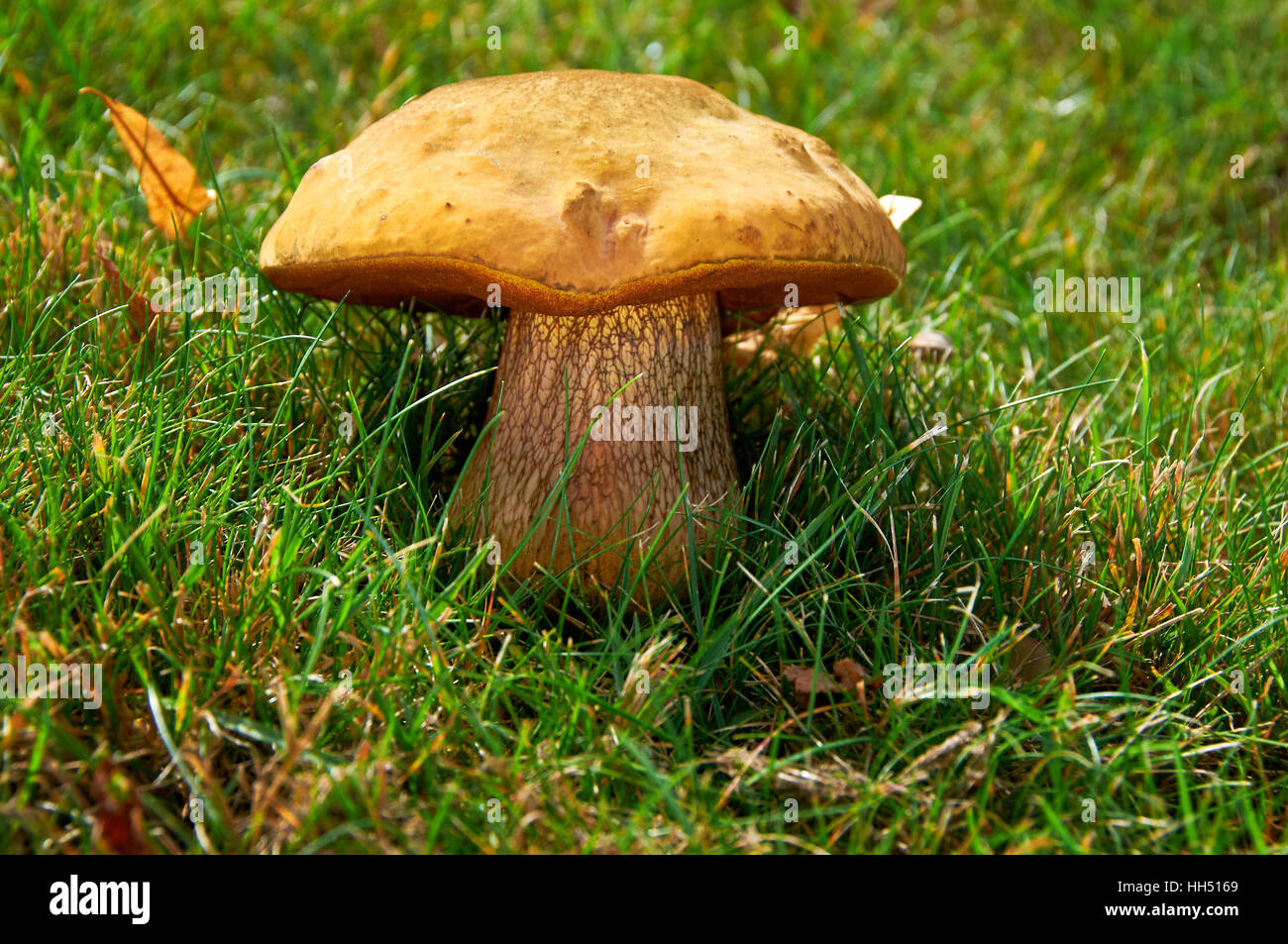 mushroom in nature Stock Photo - Alamy