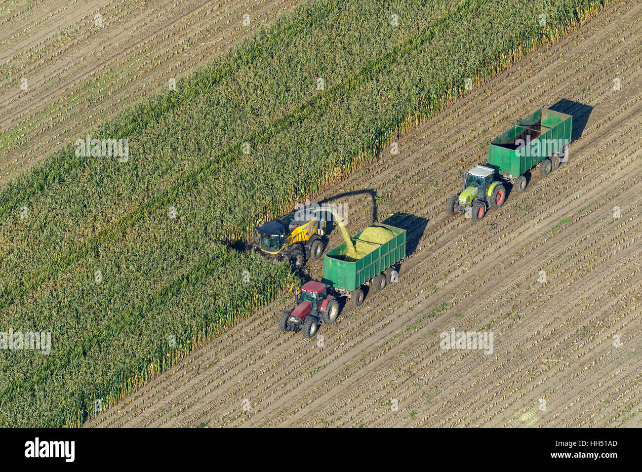 Germany agriculture corn not maize hi-res stock photography and images ...