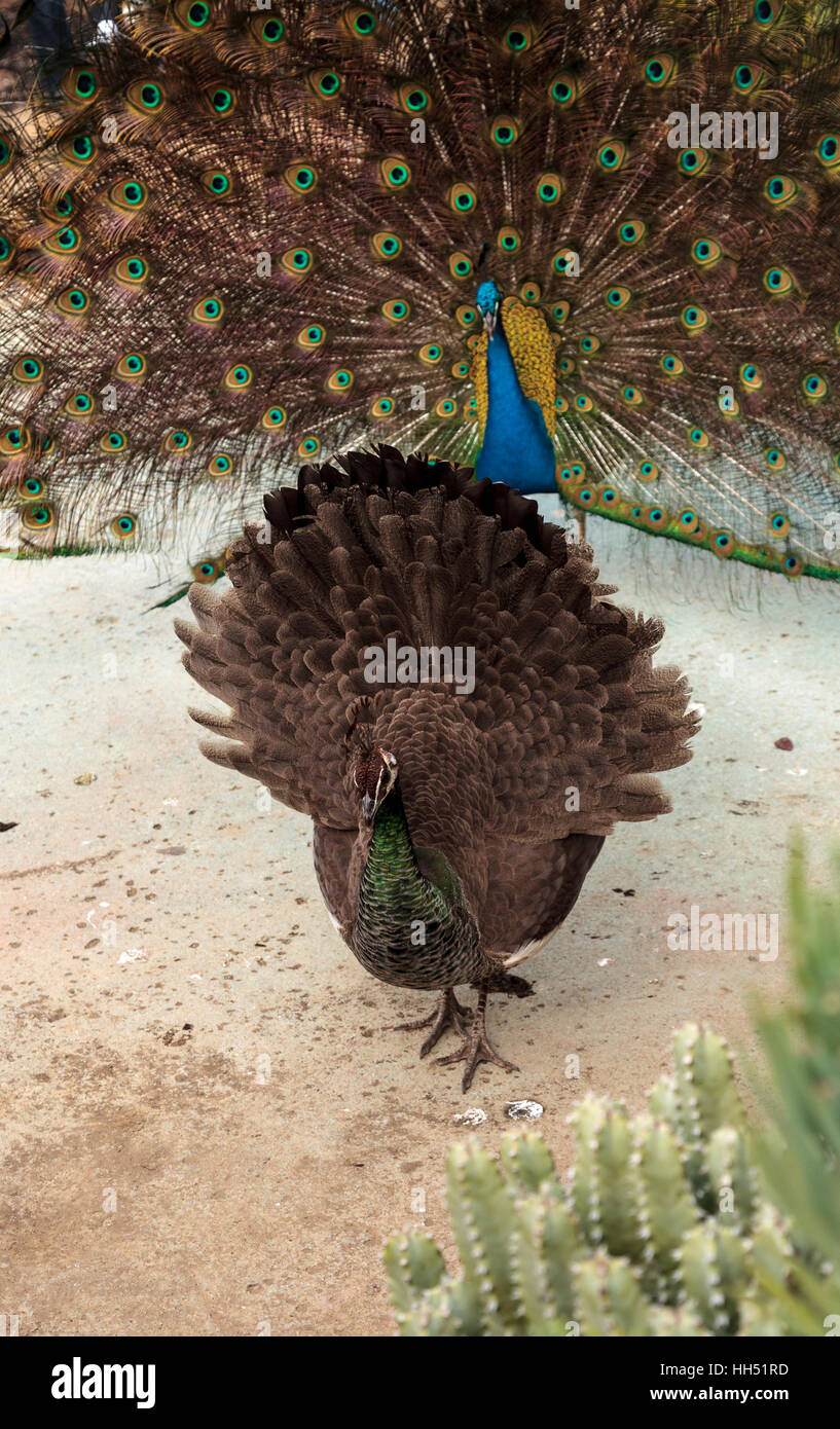 Mating peacock hi-res stock photography and images - Alamy