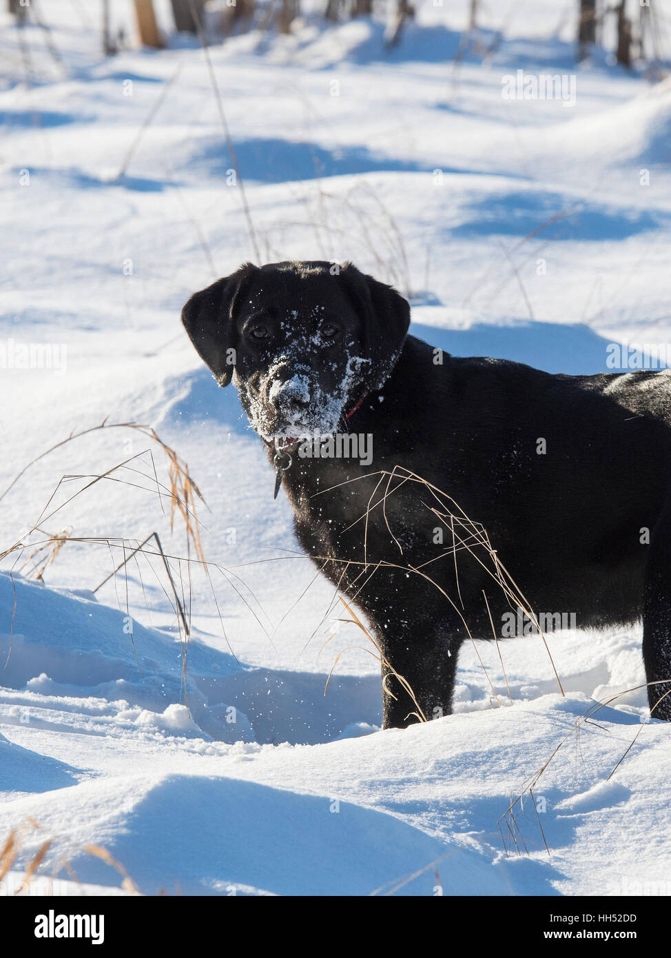 A Black Labrador Retriever running through the fresh snow Stock Photo ...