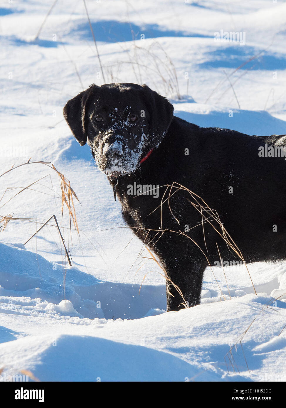 A Black Labrador Retriever running through the fresh snow Stock Photo ...
