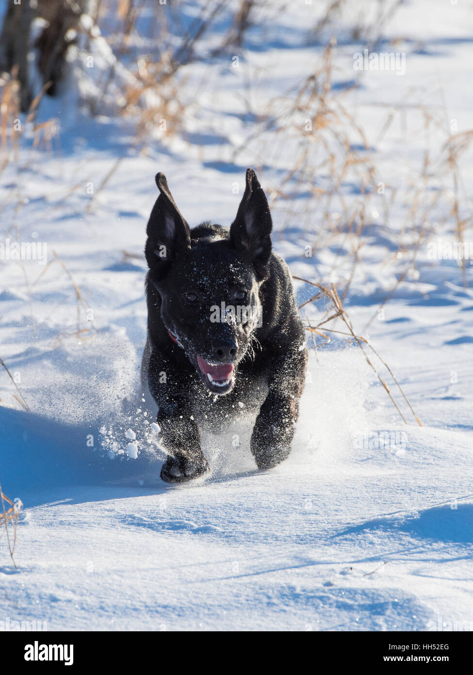 A Black Labrador Retriever running through the fresh snow Stock Photo ...