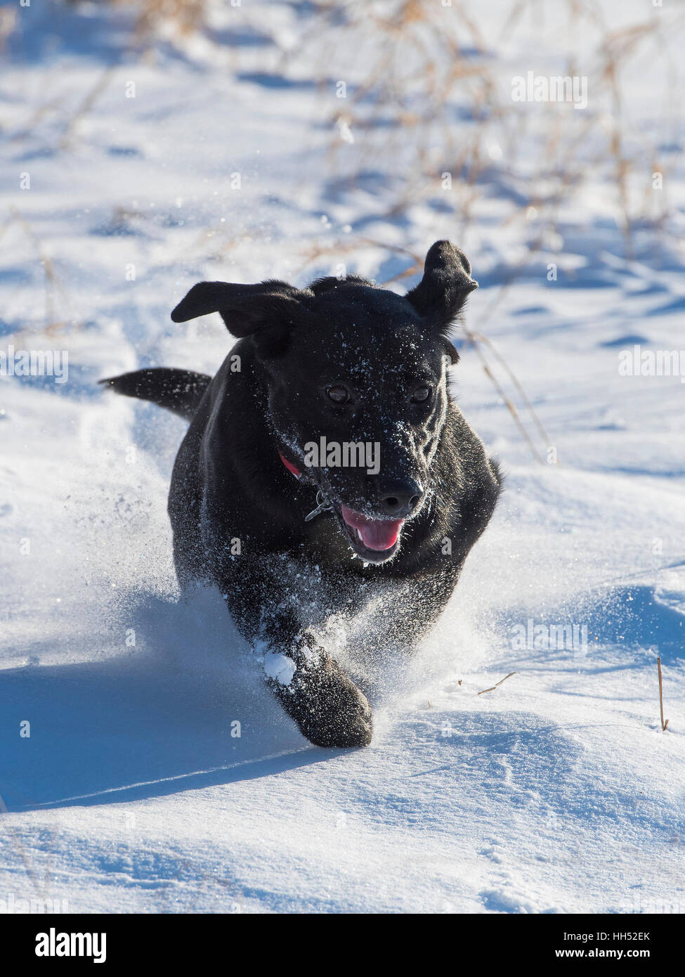 A Black Labrador Retriever running through the fresh snow Stock Photo ...
