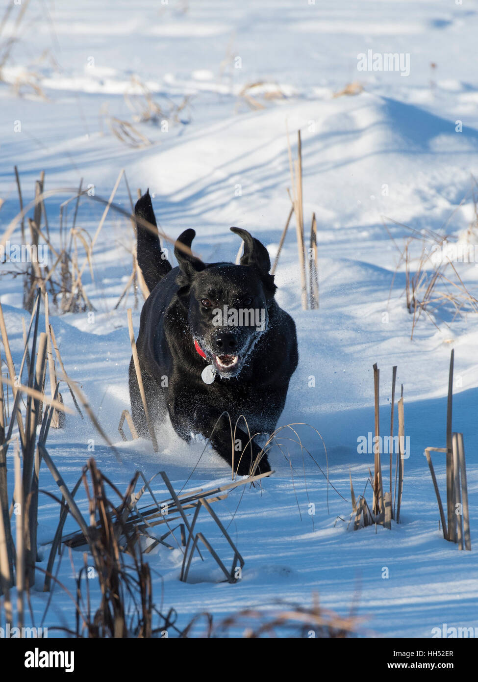 A Black Labrador Retriever running through the fresh snow Stock Photo ...