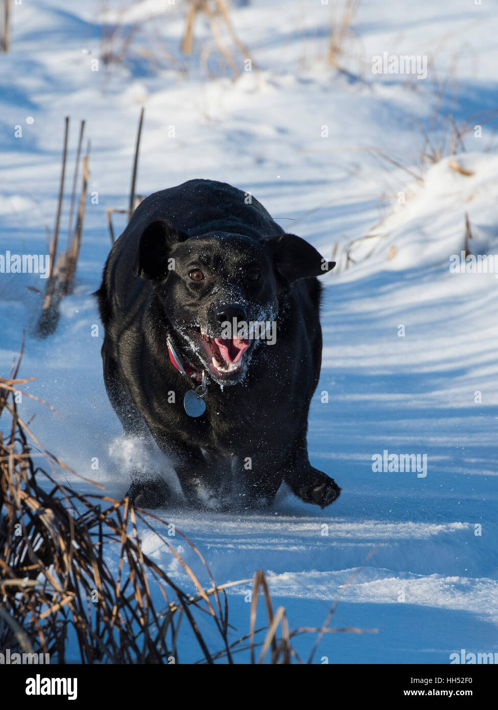 A Black Labrador Retriever running through the fresh snow Stock Photo ...