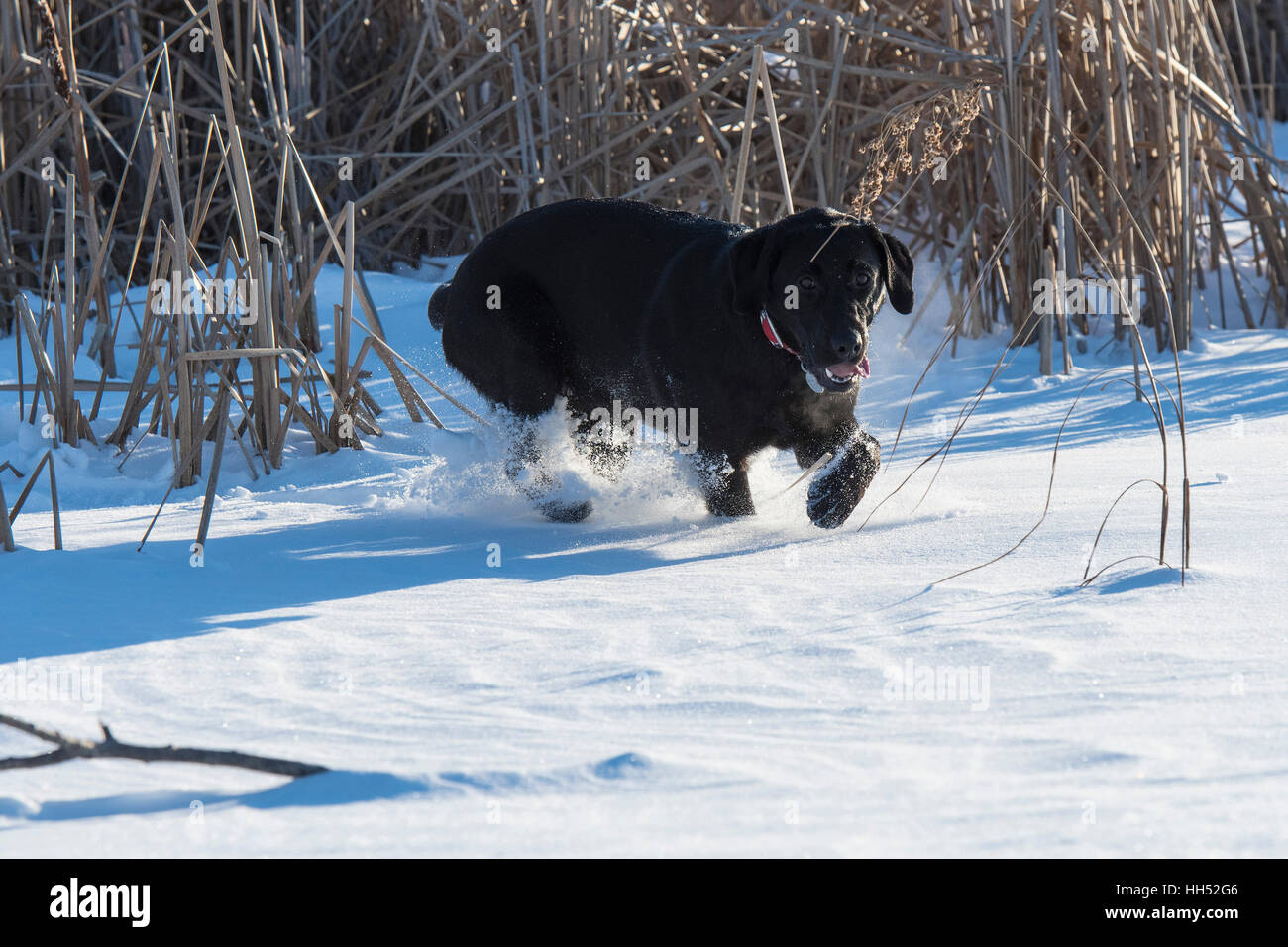 A Black Labrador Retriever running through the fresh snow Stock Photo ...
