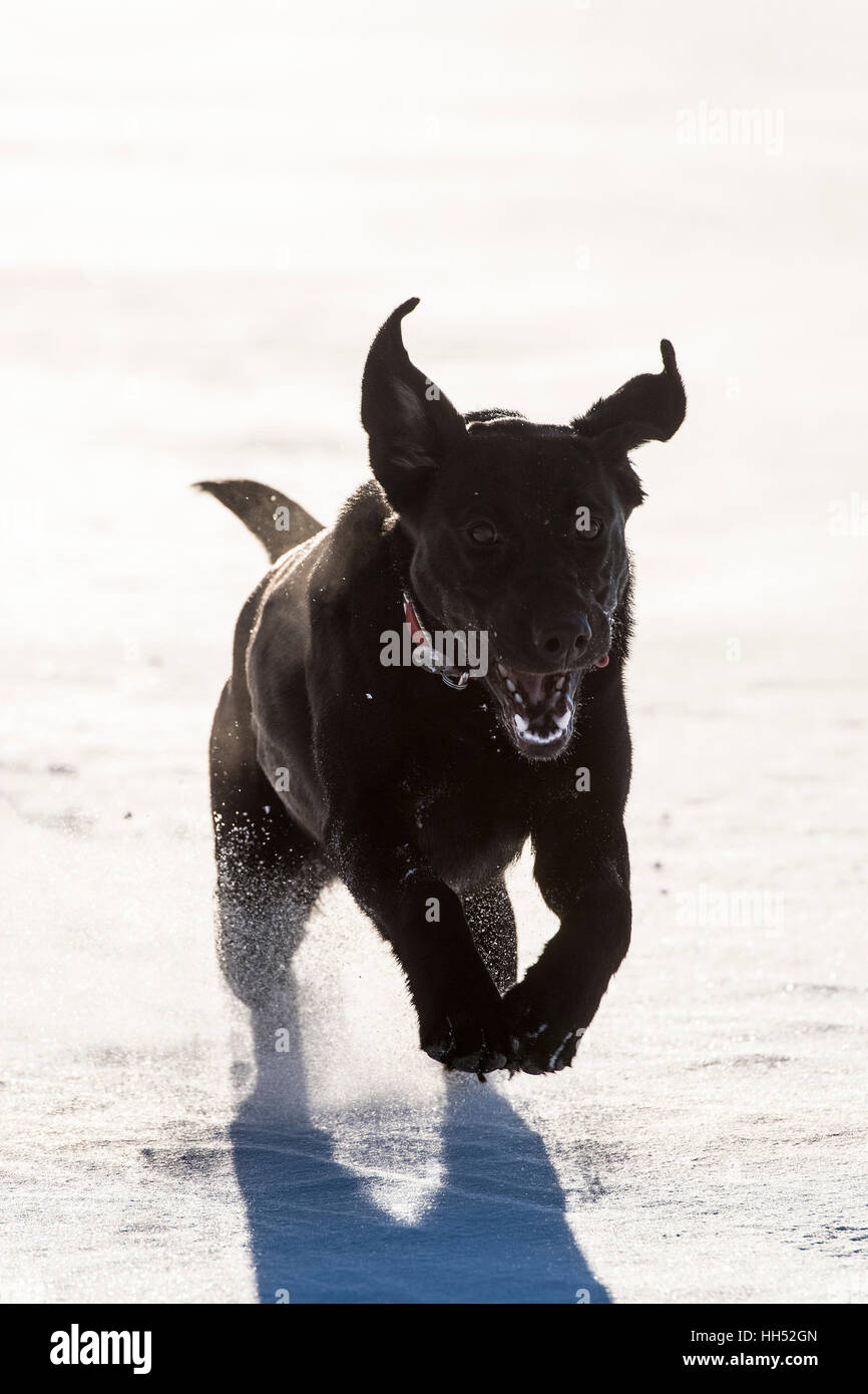 A Black Labrador Retriever running through the fresh snow Stock Photo ...