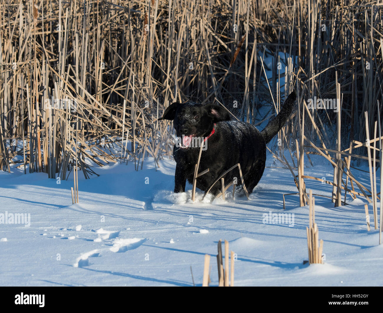 A Black Labrador Retriever running through the fresh snow Stock Photo ...