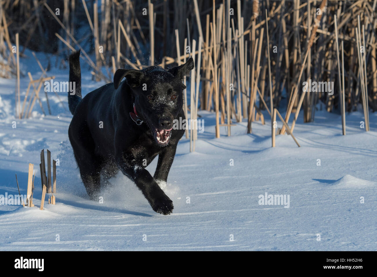 A Black Labrador Retriever running through the fresh snow Stock Photo ...