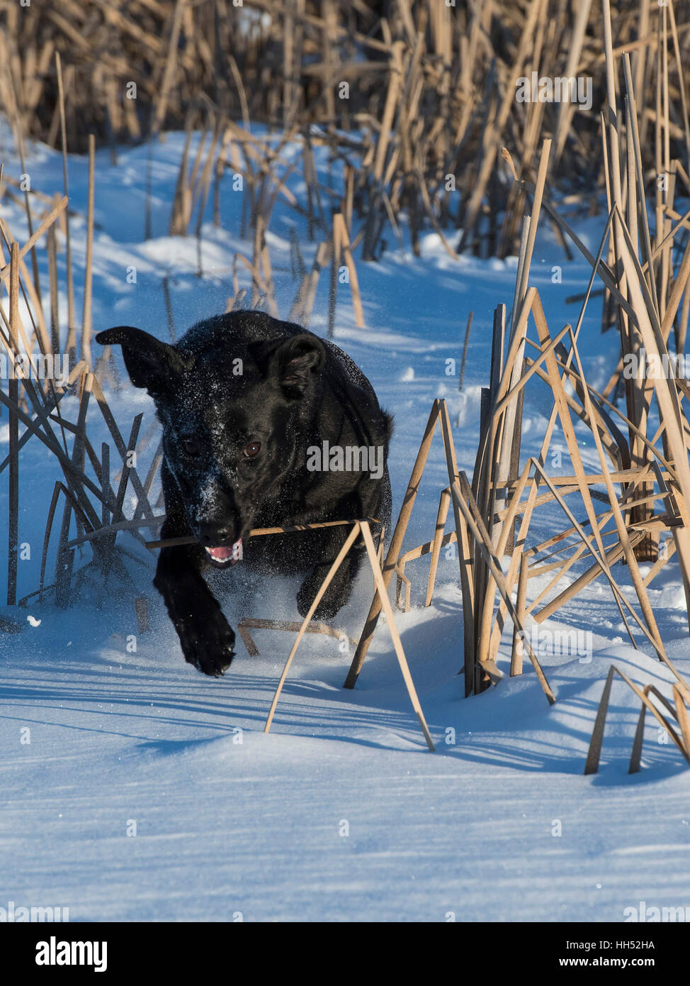 A Black Labrador Retriever running through the fresh snow Stock Photo ...
