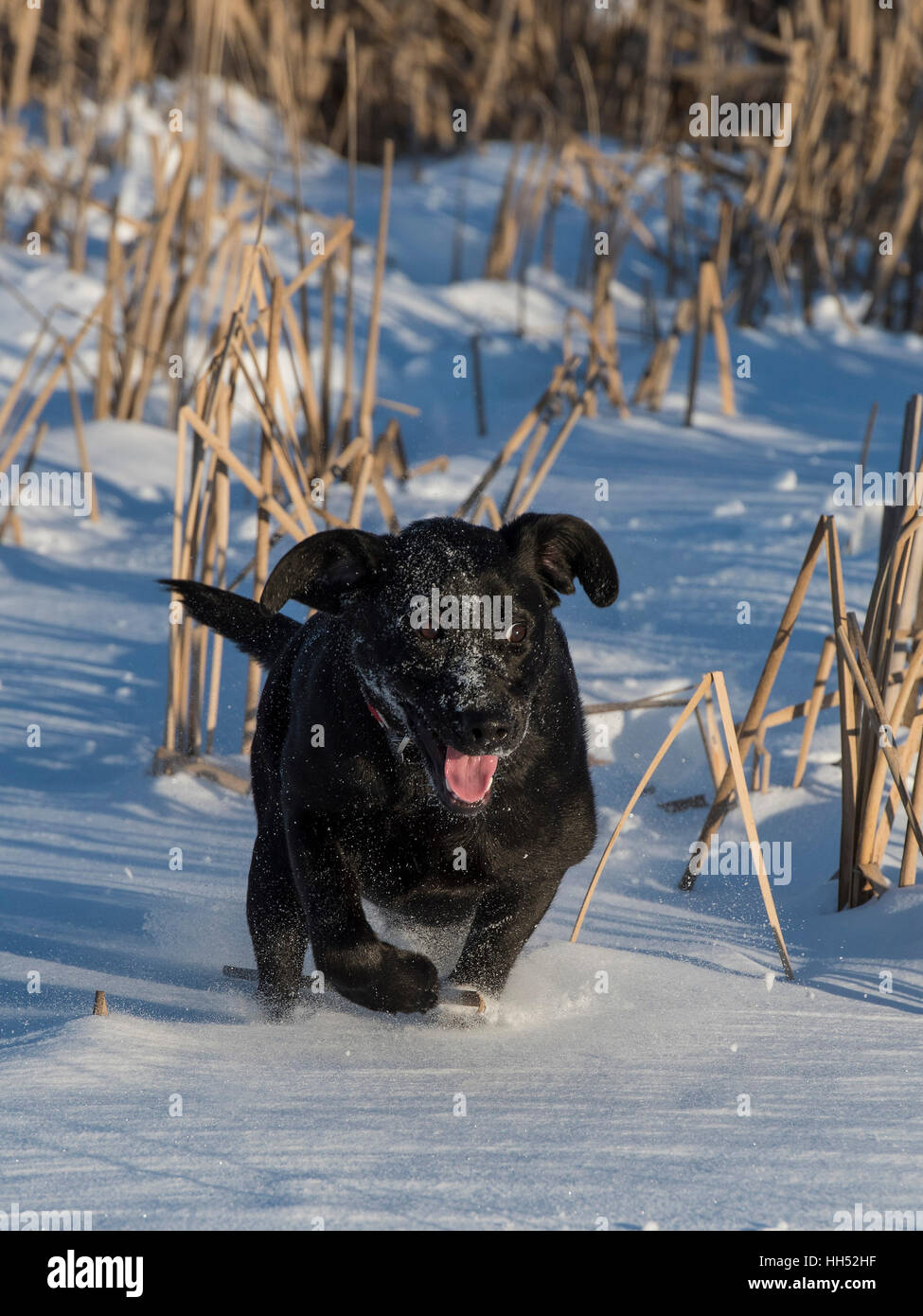 A Black Labrador Retriever running through the fresh snow Stock Photo ...