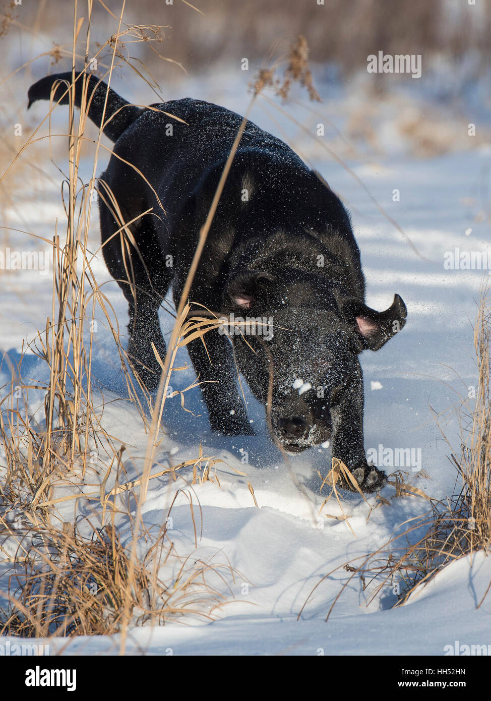 A Black Labrador Retriever running through the fresh snow Stock Photo ...