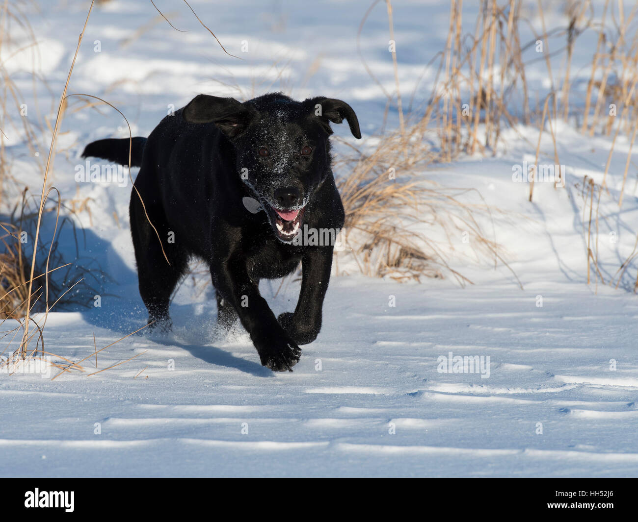 A Black Labrador Retriever running through the fresh snow Stock Photo ...