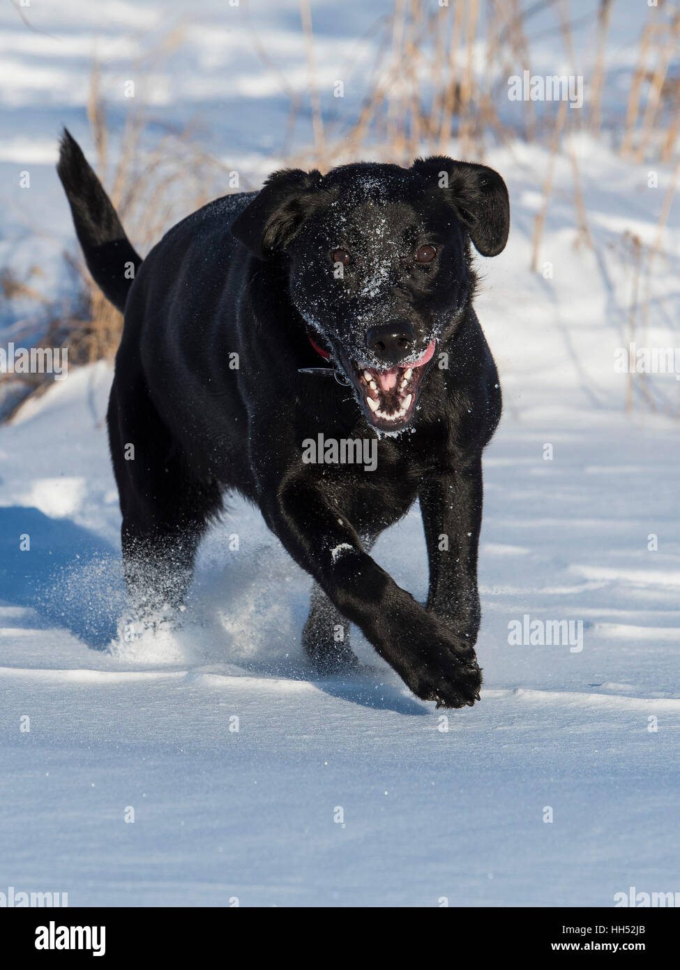 A Black Labrador Retriever running through the fresh snow Stock Photo ...