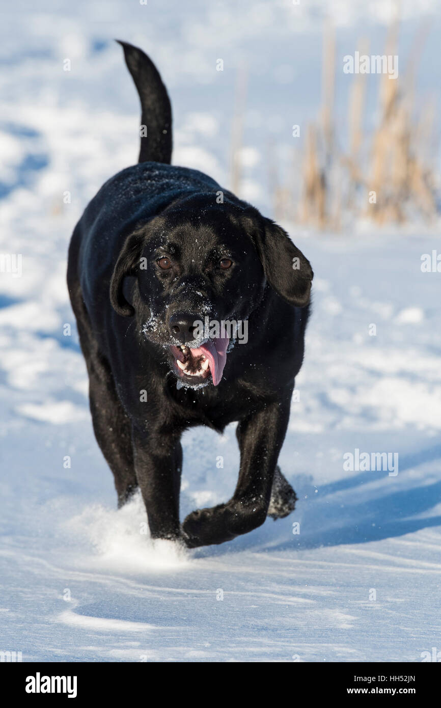 A Black Labrador Retriever running through the fresh snow Stock Photo ...