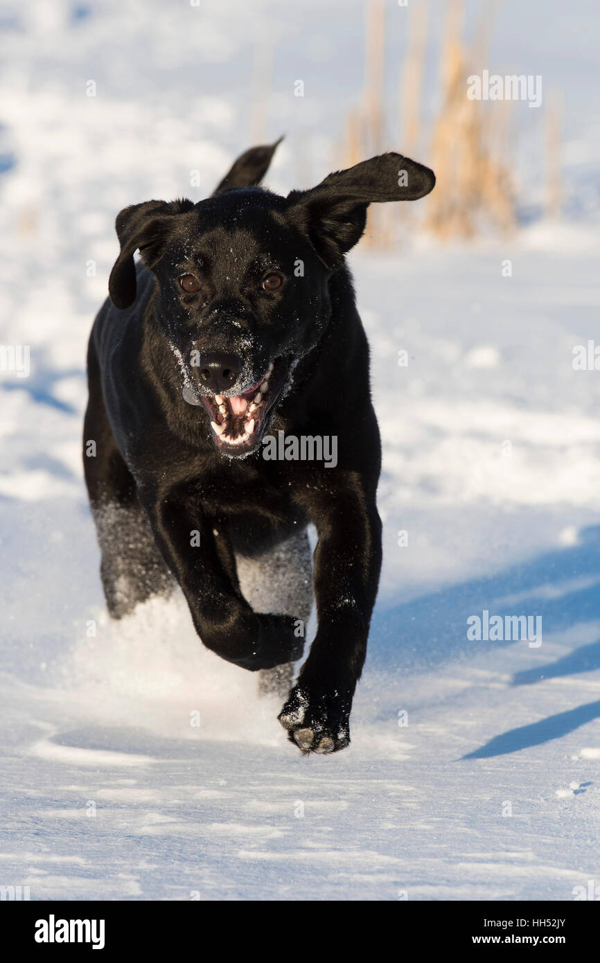 A Black Labrador Retriever running through the fresh snow Stock Photo ...
