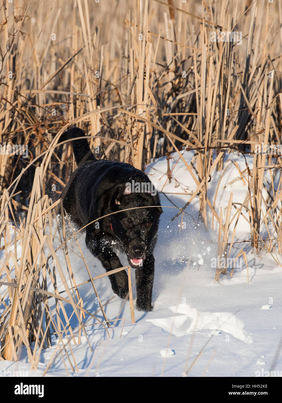 A Black Labrador Retriever running through the fresh snow Stock Photo ...