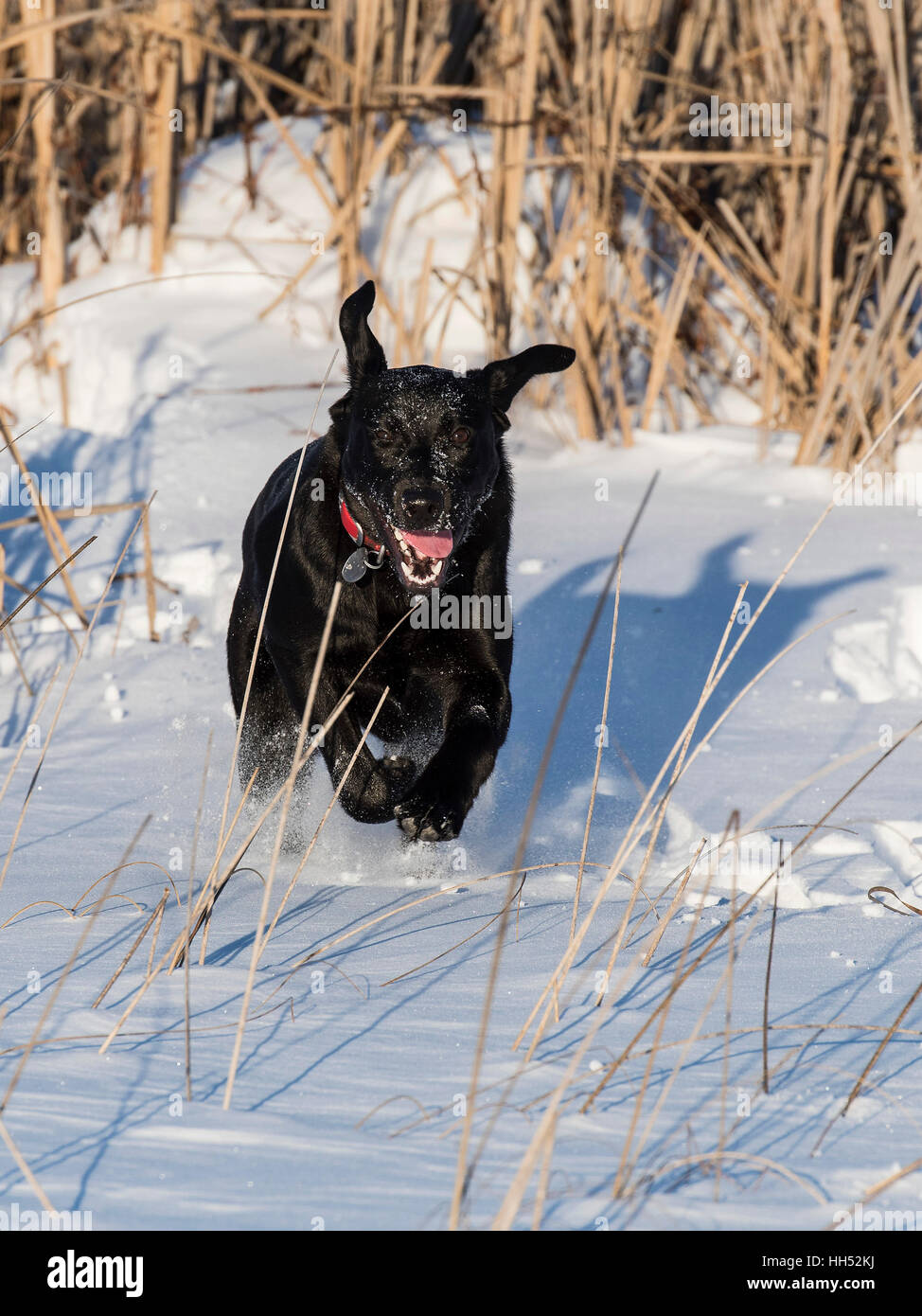 A Black Labrador Retriever running through the fresh snow Stock Photo ...