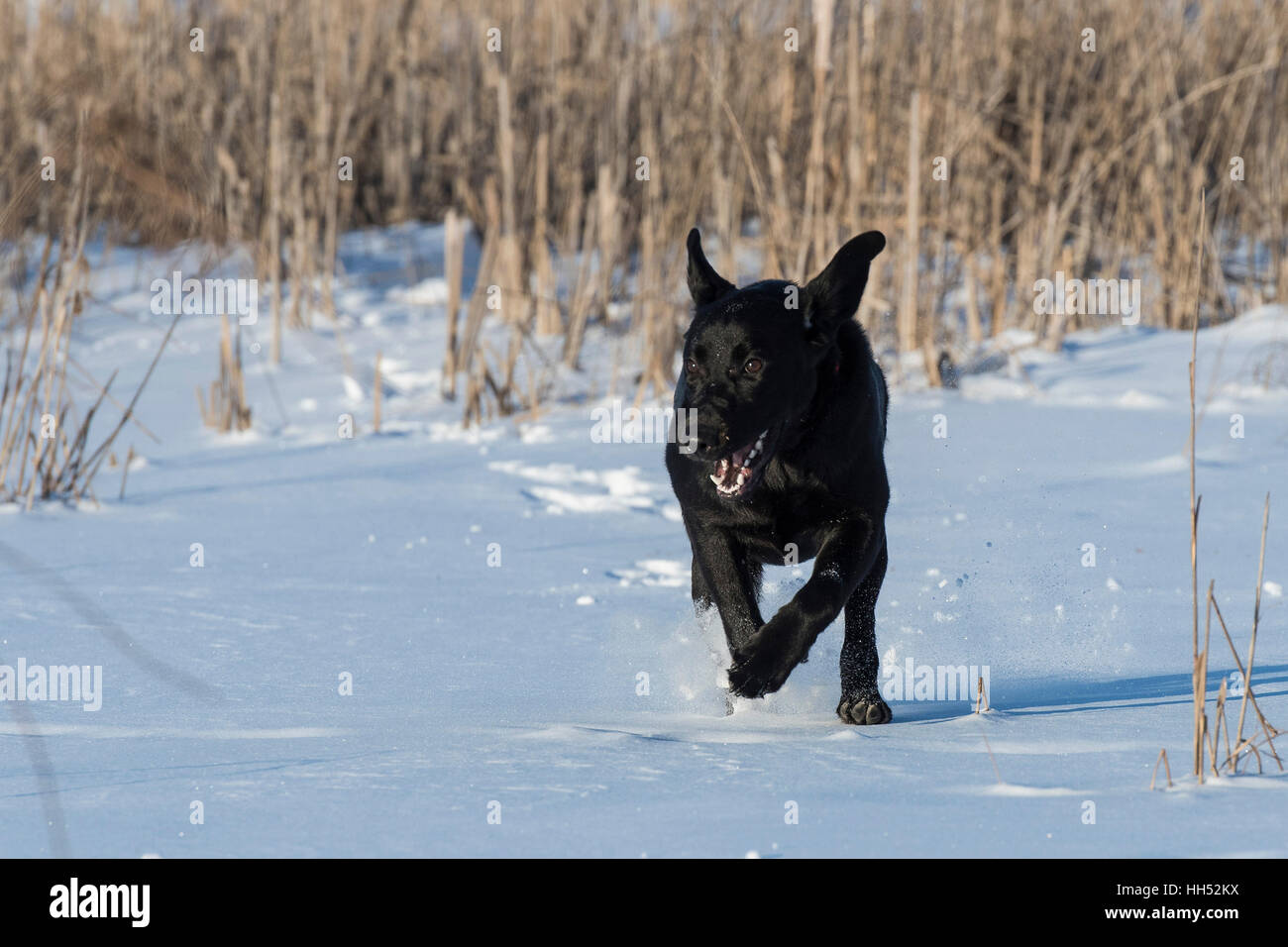 A Black Labrador Retriever running through the fresh snow Stock Photo ...