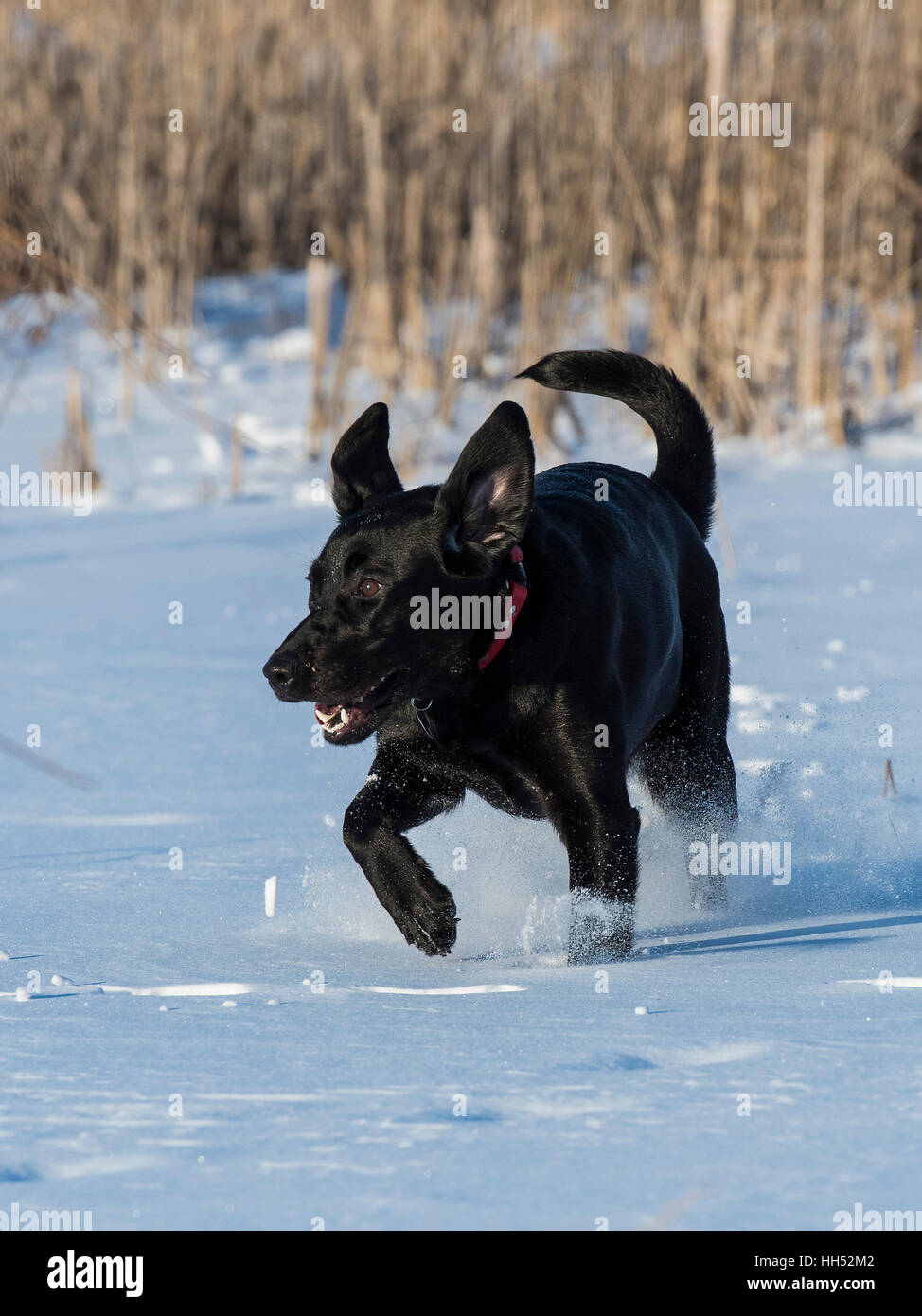 A Black Labrador Retriever running through the fresh snow Stock Photo ...