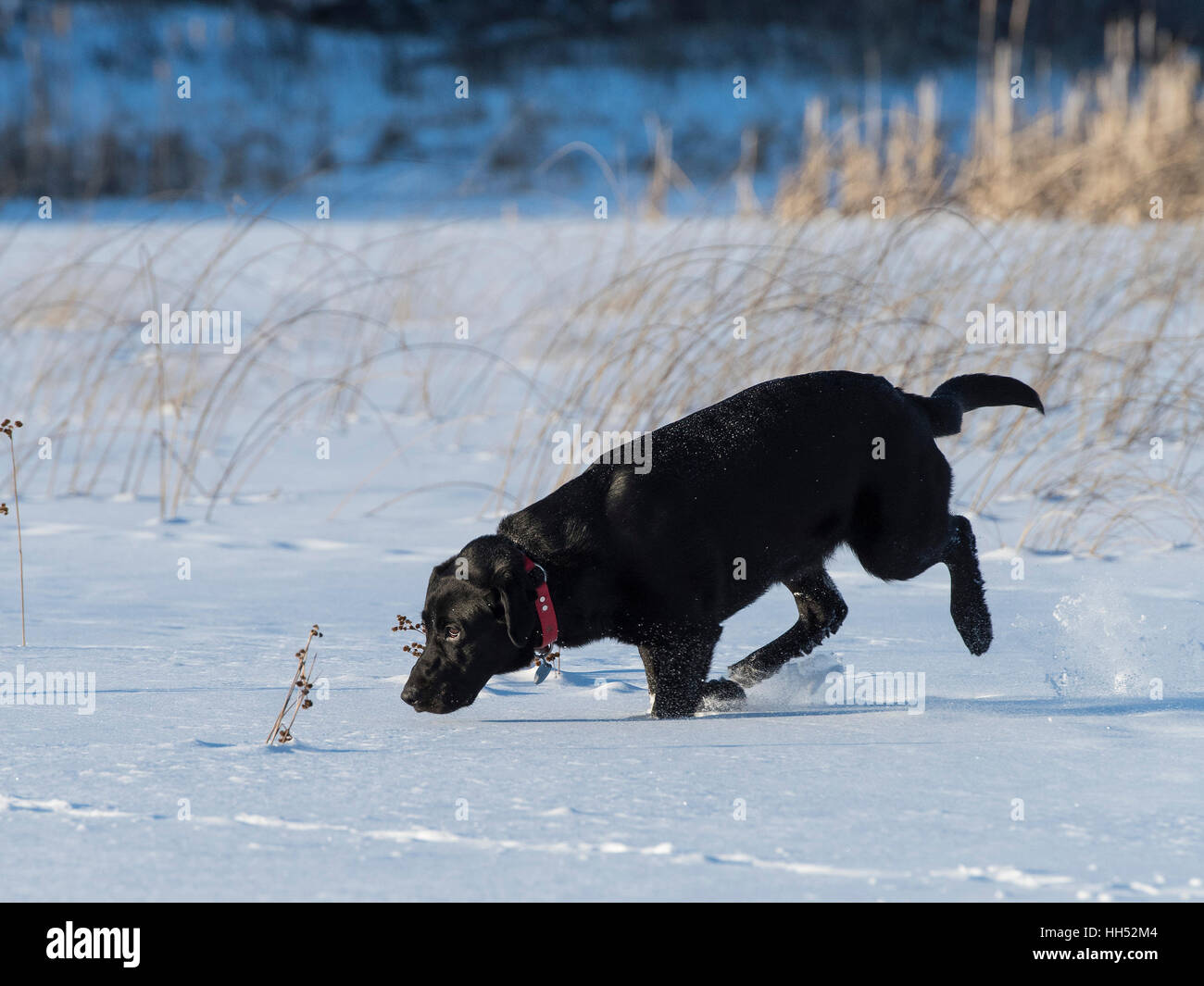 A Black Labrador Retriever running through the fresh snow Stock Photo ...