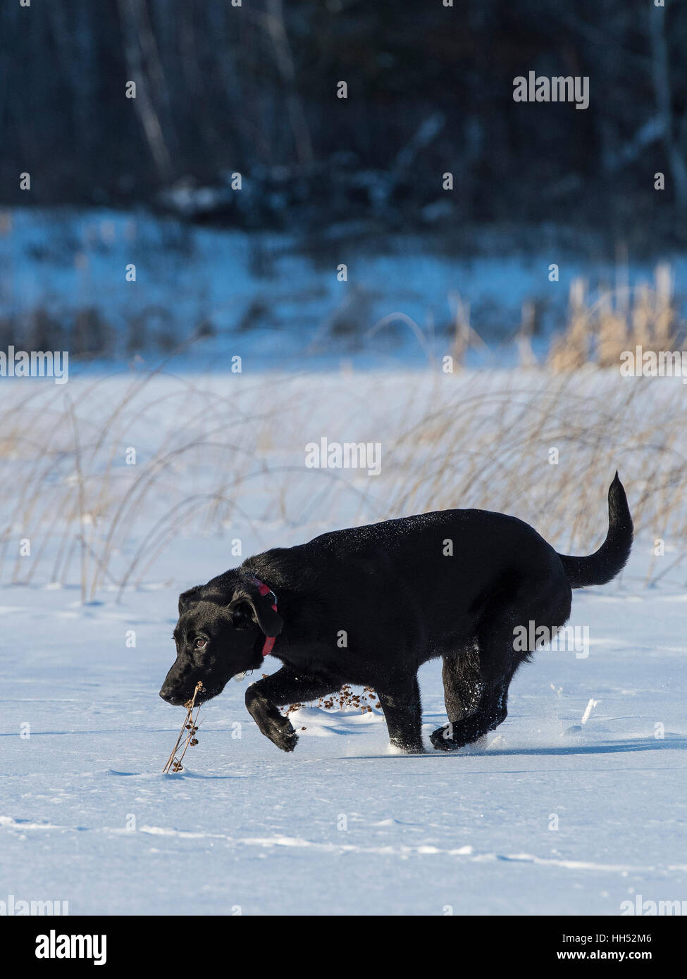 A Black Labrador Retriever running through the fresh snow Stock Photo ...