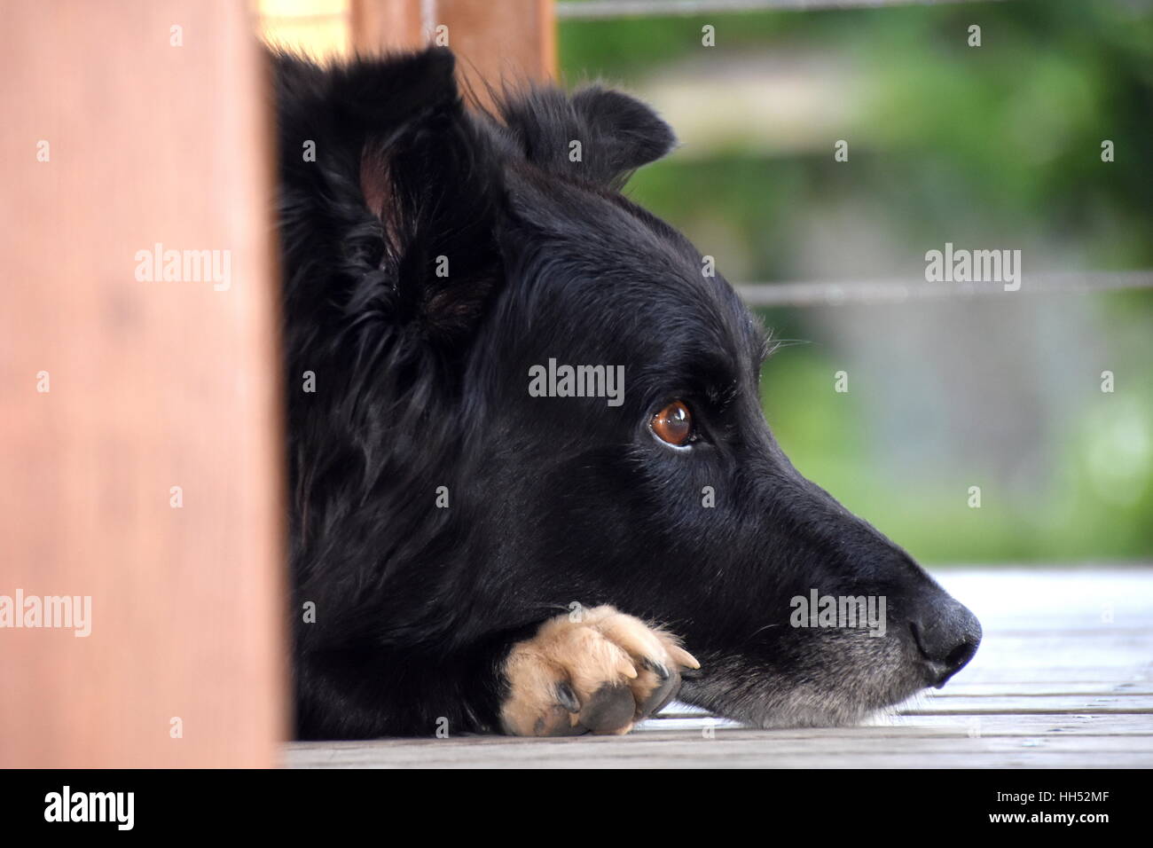 Are There Black Border Collies