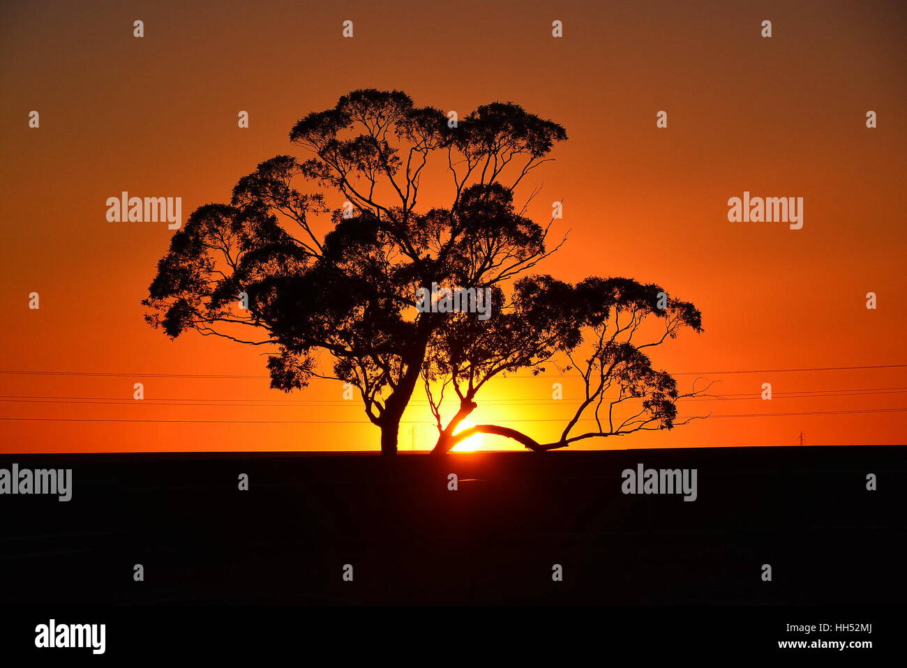 Silhouette Tree Sunset Stock Photo - Alamy