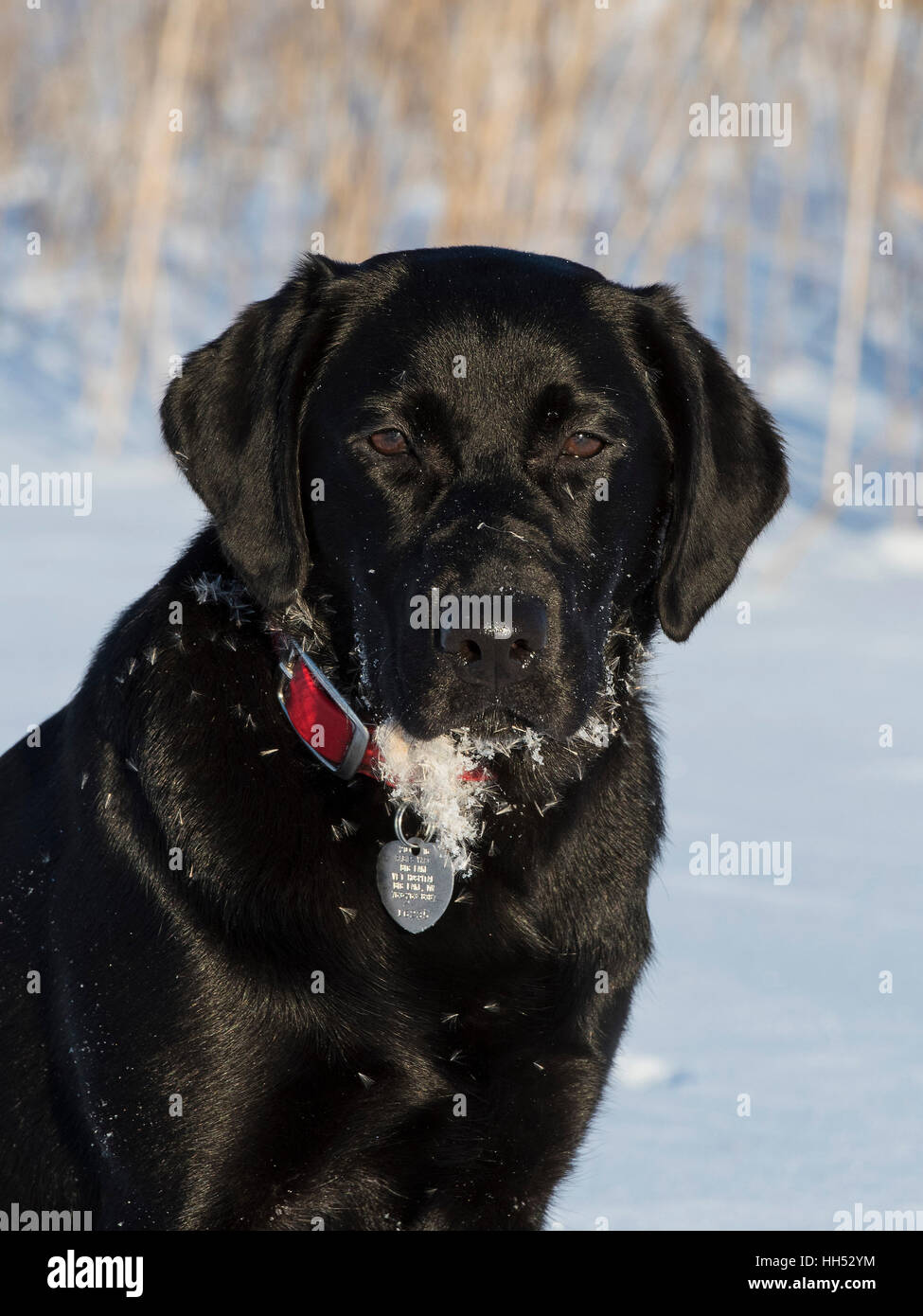 Black Labrador Retriever in the snow Stock Photo - Alamy
